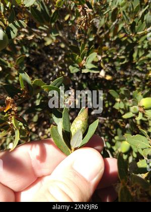 Beaked Spindle Gall Wasp (Heteroecus pacificus) Insecta Stock Photo - Alamy