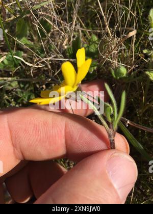 California buttercup (Ranunculus californicus) Plantae Stock Photo - Alamy