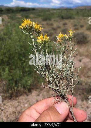 burroweed (Isocoma tenuisecta) Plantae Stock Photo - Alamy