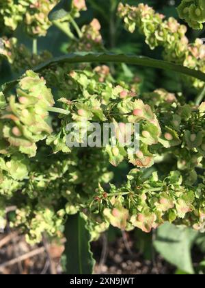 Greek Dock (Rumex cristatus) Plantae Stock Photo - Alamy