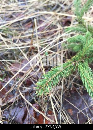 white spruce (Picea glauca) Plantae Stock Photo - Alamy