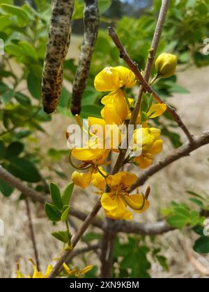 Christmas Senna (Senna pendula) Plantae Stock Photo - Alamy