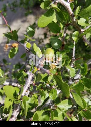Desert Apricot (Prunus fremontii) Plantae Stock Photo - Alamy