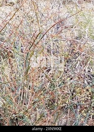 Desert Trumpet (Eriogonum inflatum) Plantae Stock Photo - Alamy