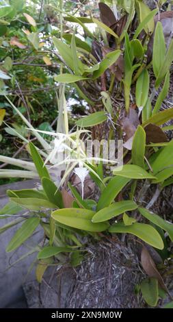 Fringed Star Orchid (Epidendrum ciliare) Plantae Stock Photo - Alamy