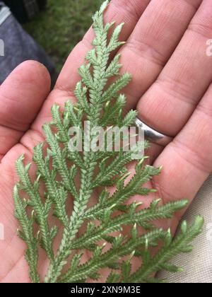 spikemosses (Selaginella) Plantae Stock Photo - Alamy