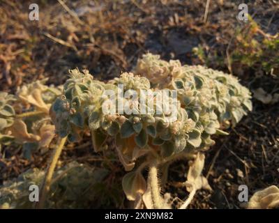 turkey mullein (Croton setiger) Plantae Stock Photo - Alamy