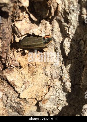 Diurnal Fireflies (Ellychnia) Insecta Stock Photo - Alamy