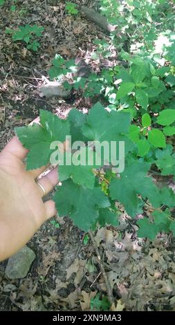 Gooseberry Family (Grossulariaceae) Plantae Stock Photo - Alamy