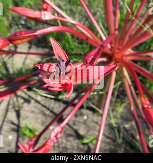 candelabra lily (Brunsvigia orientalis) Plantae Stock Photo - Alamy