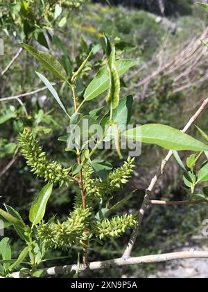 yellow willow (Salix lutea) Plantae Stock Photo - Alamy