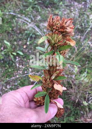 round-headed bush clover (Lespedeza capitata) Plantae Stock Photo - Alamy