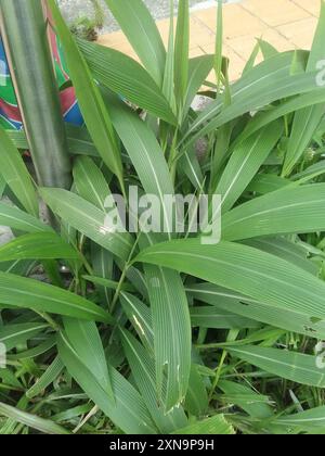 Palmgrass (Setaria palmifolia) Plantae Stock Photo - Alamy