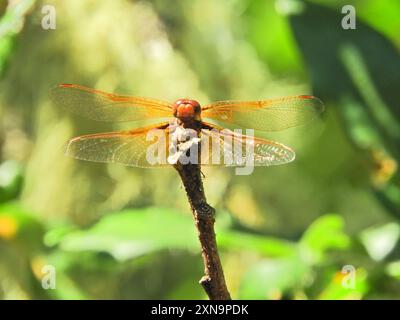 Cardinal Meadowhawk (Sympetrum illotum) Insecta Stock Photo - Alamy