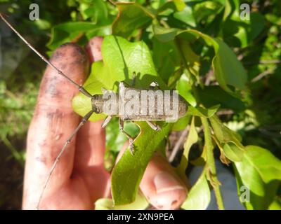Oak Sapling Borer (Goes tesselatus) Insecta Stock Photo - Alamy