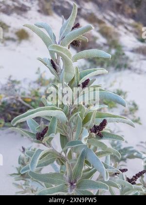 Grey Saltbush (Atriplex cinerea) Plantae Stock Photo - Alamy