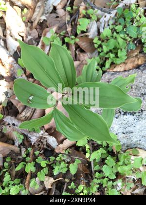 Solomon's plume (Maianthemum racemosum) Plantae Stock Photo - Alamy