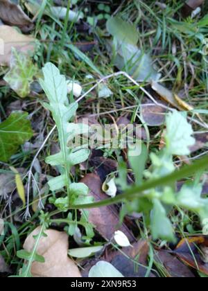 Eastern Groundsel (Senecio vernalis) Plantae Stock Photo - Alamy