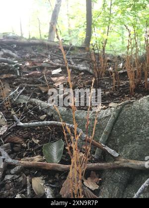 Beechdrops (Epifagus virginiana) Plantae Stock Photo - Alamy