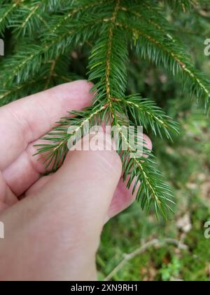 red spruce (Picea rubens) Plantae Stock Photo - Alamy