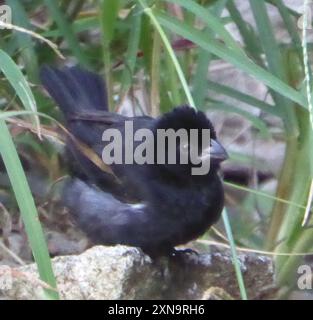 Variable Seedeater (Sporophila corvina) Aves Stock Photo - Alamy