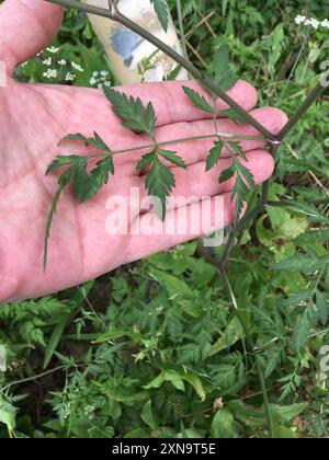 common hedge parsley (Torilis arvensis) Plantae Stock Photo - Alamy
