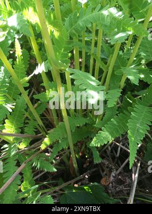 Royal fern family (Osmundaceae) Plantae Stock Photo - Alamy