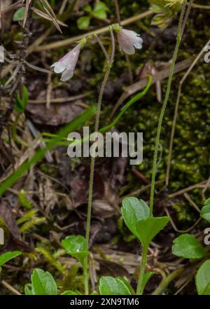 Twinflower (Linnaea borealis) Plantae Stock Photo - Alamy