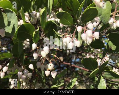 Common Manzanita (Arctostaphylos manzanita) Plantae Stock Photo - Alamy