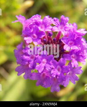 Slender Vervain (Verbena rigida) Plantae Stock Photo - Alamy