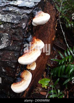 Northern Red Belt (Fomitopsis mounceae) Fungi Stock Photo - Alamy