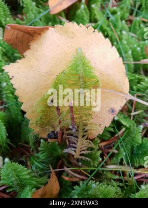 Ostrich-plume Moss (Ptilium crista-castrensis) Plantae Stock Photo - Alamy