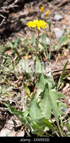 hawksbeards (Crepis) Plantae Stock Photo - Alamy