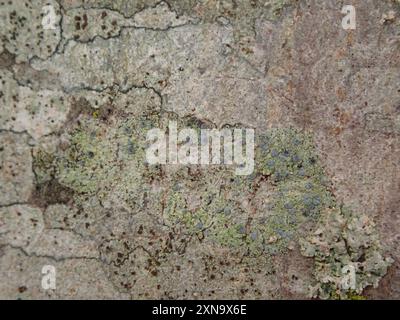 Frosted Comma Lichen (Chrysothrix caesia) Fungi Stock Photo - Alamy