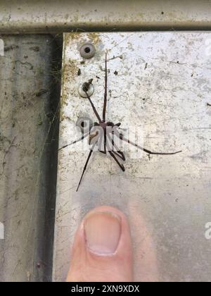 Sheetweb Spiders (Cambridgea) Arachnida Stock Photo - Alamy