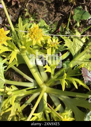 Footsteps of spring (Sanicula arctopoides) Plantae Stock Photo - Alamy