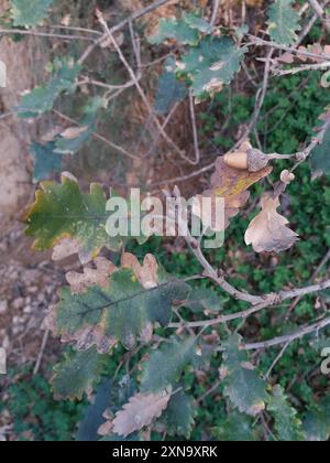 downy oak (Quercus pubescens) Plantae Stock Photo - Alamy