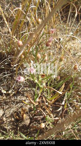 Dwarf Sage (Litogyne gariepina) Plantae Stock Photo - Alamy