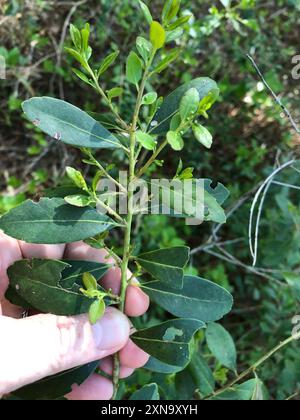 gallberry (Ilex glabra) Plantae Stock Photo - Alamy