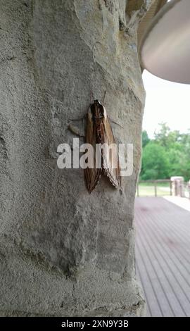 Laurel Sphinx (Sphinx kalmiae) Insecta Stock Photo - Alamy