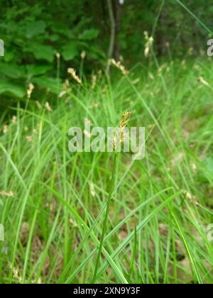 dry land sedge (Carex siccata) Plantae Stock Photo - Alamy