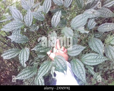 pepper plants (Piper) Plantae Stock Photo - Alamy