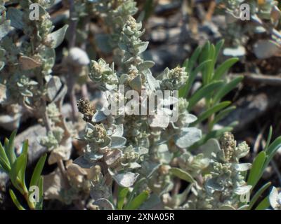 beach saltbush (Atriplex leucophylla), Plantae, Santa Cruz County, CA ...