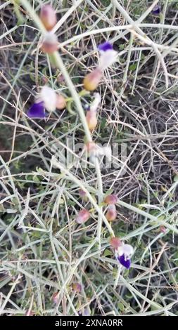Paperbag Bush (Scutellaria mexicana), Plantae, Grand Canyon - Parashant ...