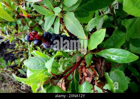 Inkweed (Phytolacca octandra) Plantae Stock Photo - Alamy