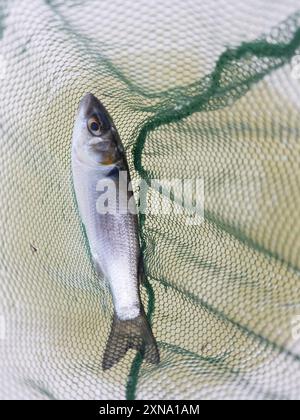 White Mullet (Mugil curema) Actinopterygii Stock Photo - Alamy