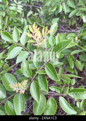 evergreen sumac (Rhus virens) Plantae Stock Photo - Alamy