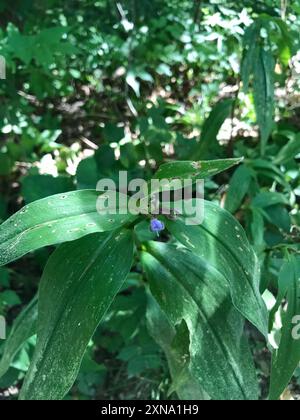 Zigzag Spiderwort (Tradescantia subaspera) Plantae Stock Photo - Alamy