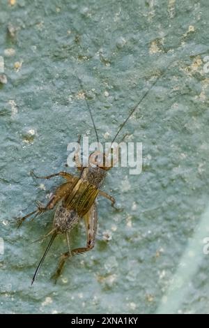 Robust Ground Crickets (Allonemobius) Insecta Stock Photo - Alamy