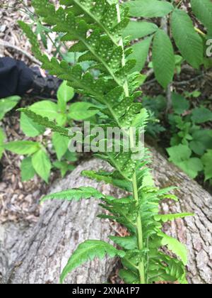 crested wood fern (Dryopteris cristata) Plantae Stock Photo - Alamy